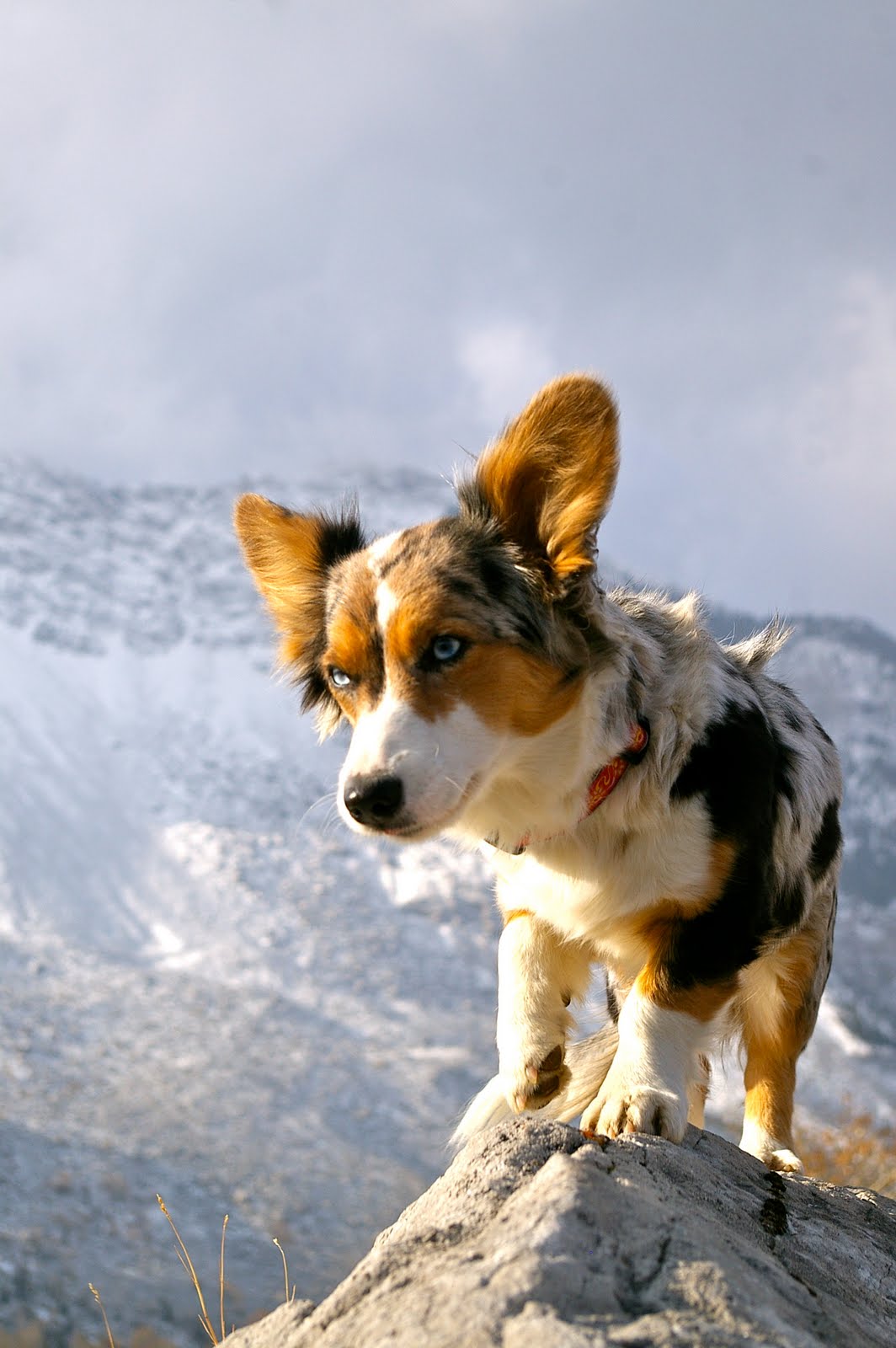Mountain Climbing Dog at Marcus Dacomb blog