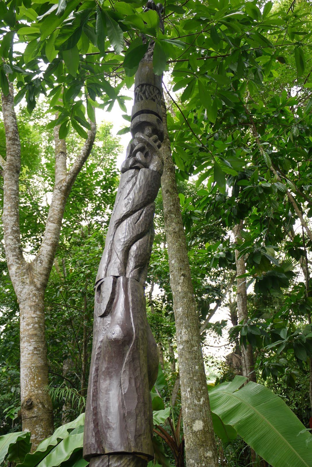 Sawpo's: Changi Tree @ Singapore Zoo