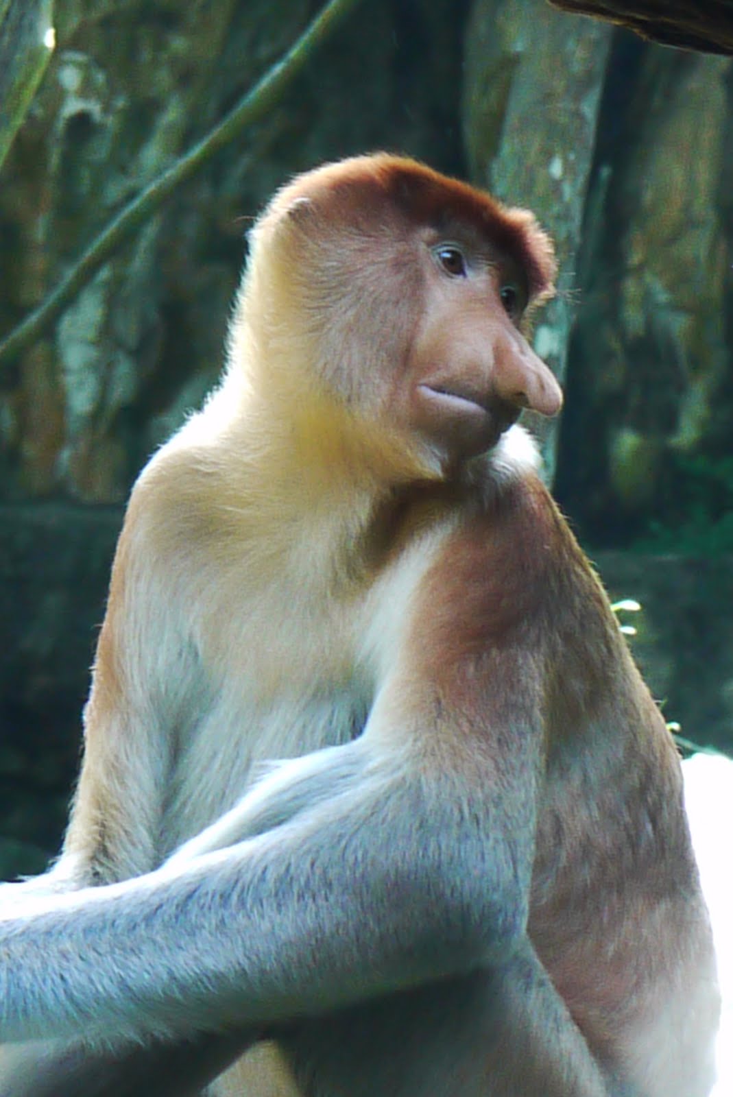 Sawpo's: Proboscis Monkey