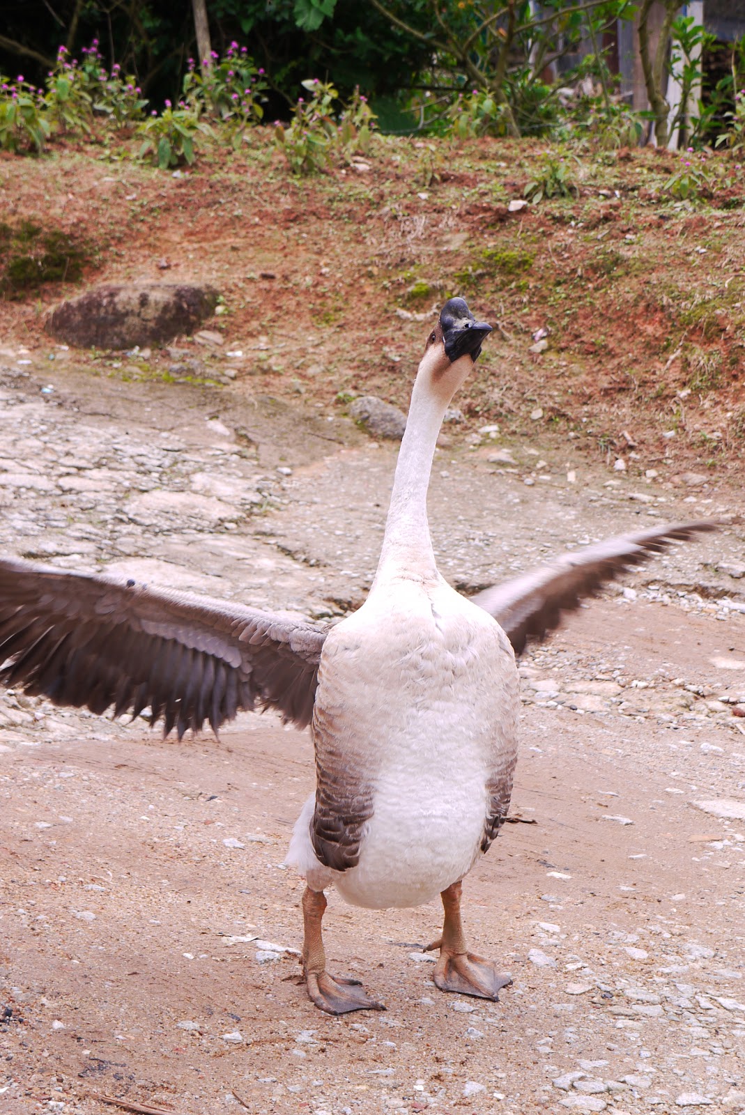 Sawpo's: Goose Attack!