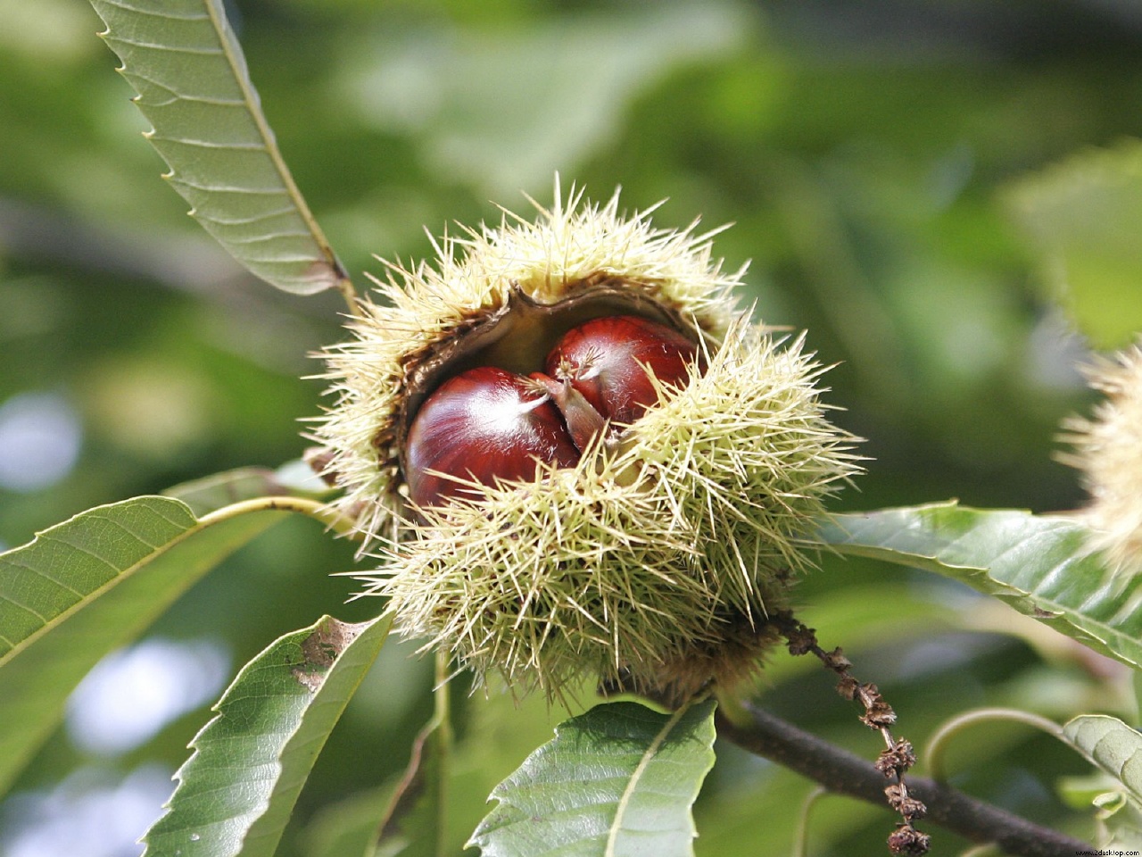 Um Trilho na Floresta: O Castanheiro