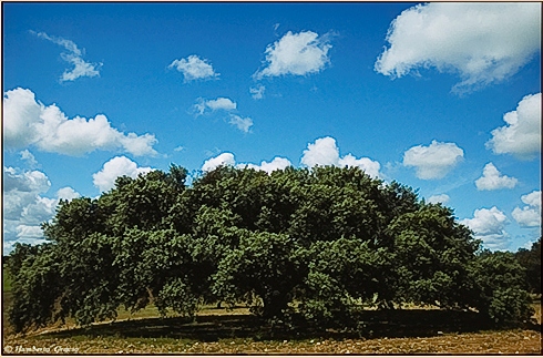 Um Trilho na Floresta: A Azinheira
