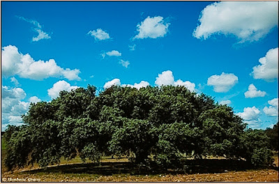 Um Trilho na Floresta: A Azinheira