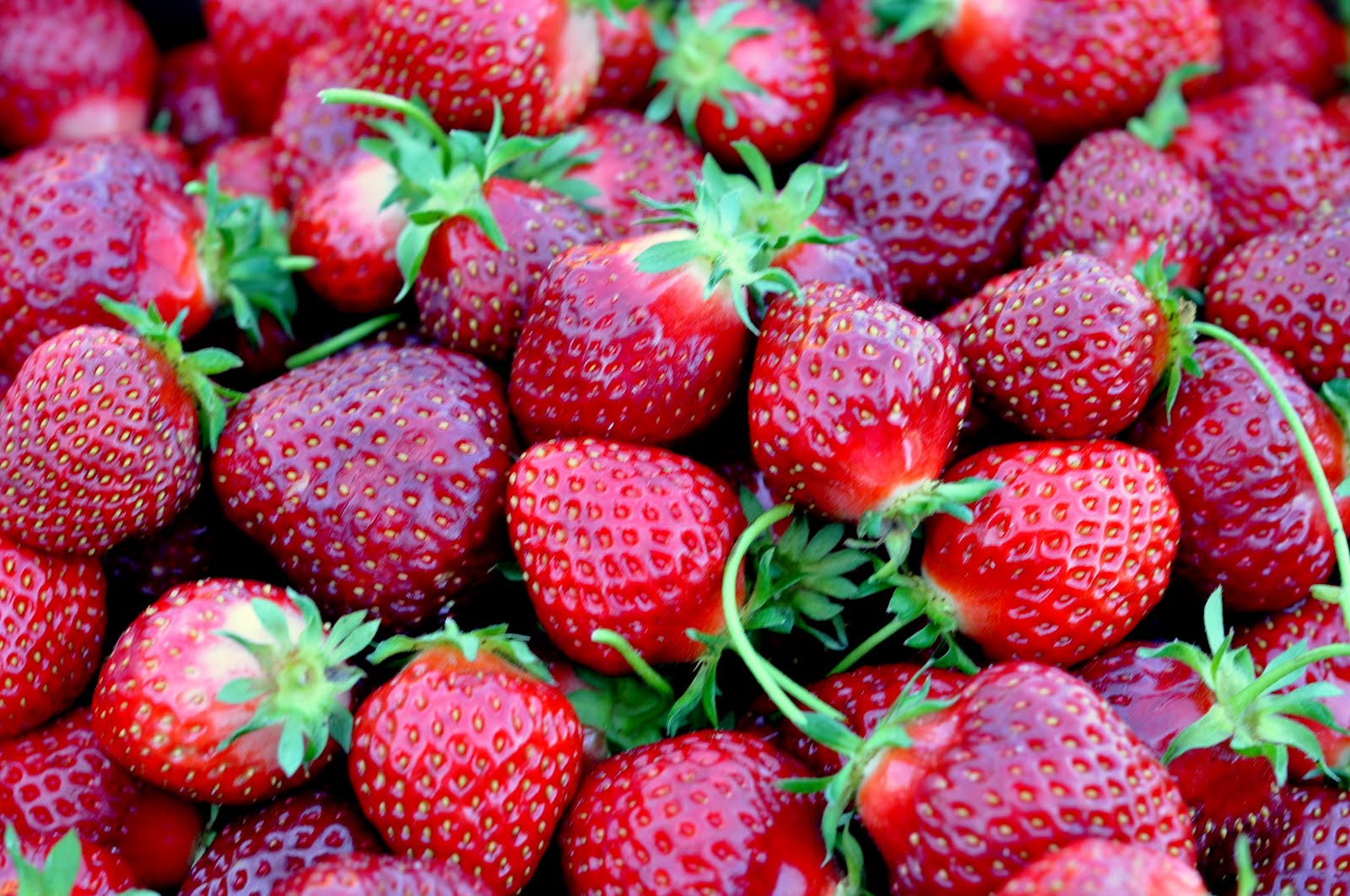 BLAH BLAH BLOGGING: Berry Picking