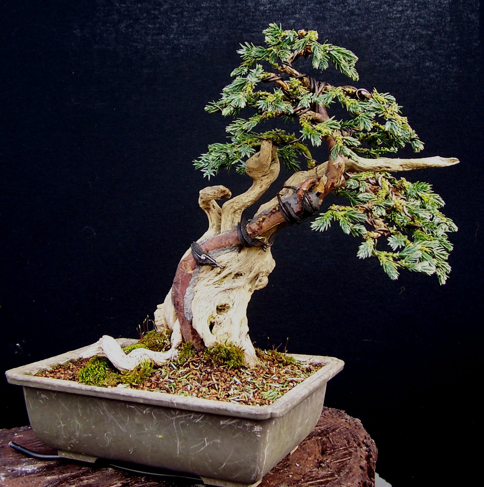 MiKo Bonsai: Wee Trees Competition