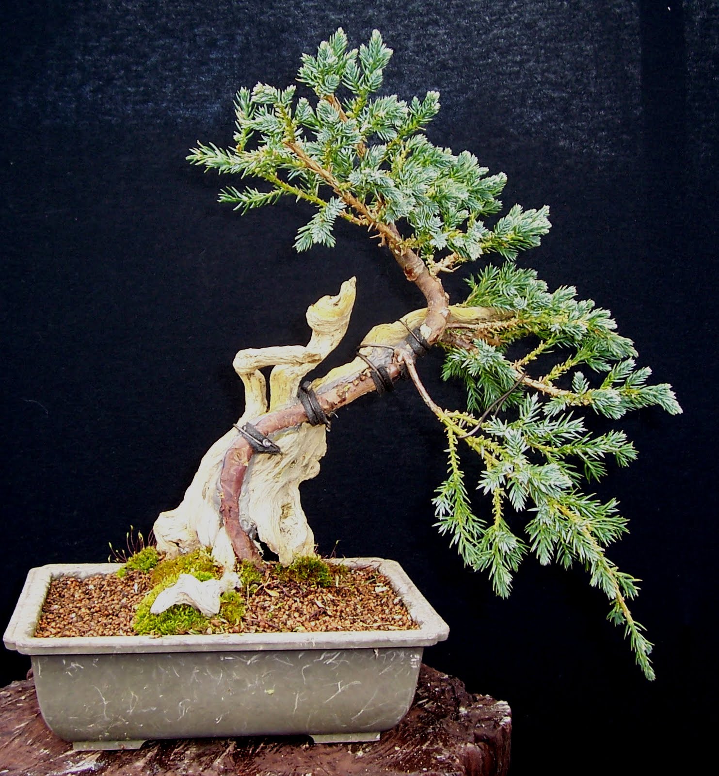 mikobonsai_articles: Wee Trees Competition 2010 - Styling of my entry tree
