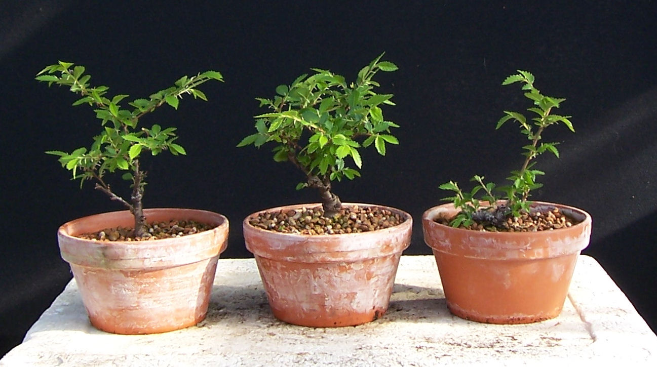 MiKo Bonsai: Propagation update Chinese Elm and Hillier Elm