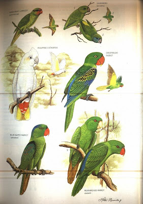 Philippine Parrots Portal: List of Philippine Parrots