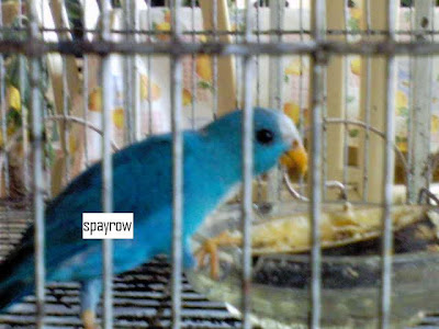 Philippine Parrots Portal: Philippine Hanging Parrot Blue Mutation