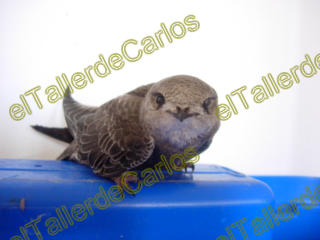 elTallerdeCarlos: Criar pollo de vencejo. Qué hacer si vemos un vencejo ...