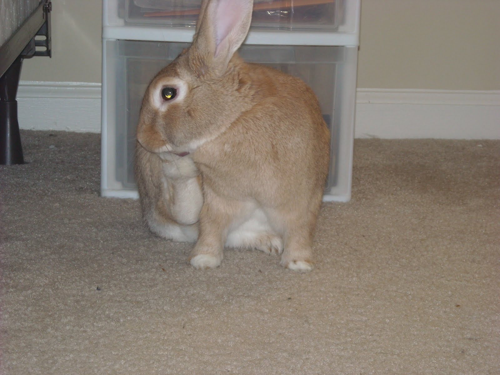 One! Singular Sensation!: Happy Bunday!