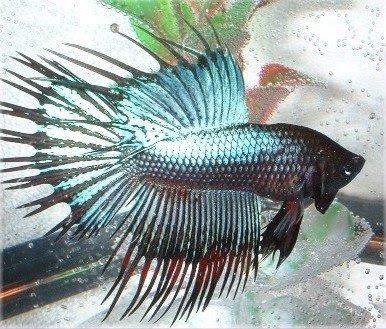 info IKAN CUPANG: CUPANG (Betta sp.)