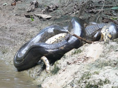 FuNnY PiCtUrEs: HUge Snakes