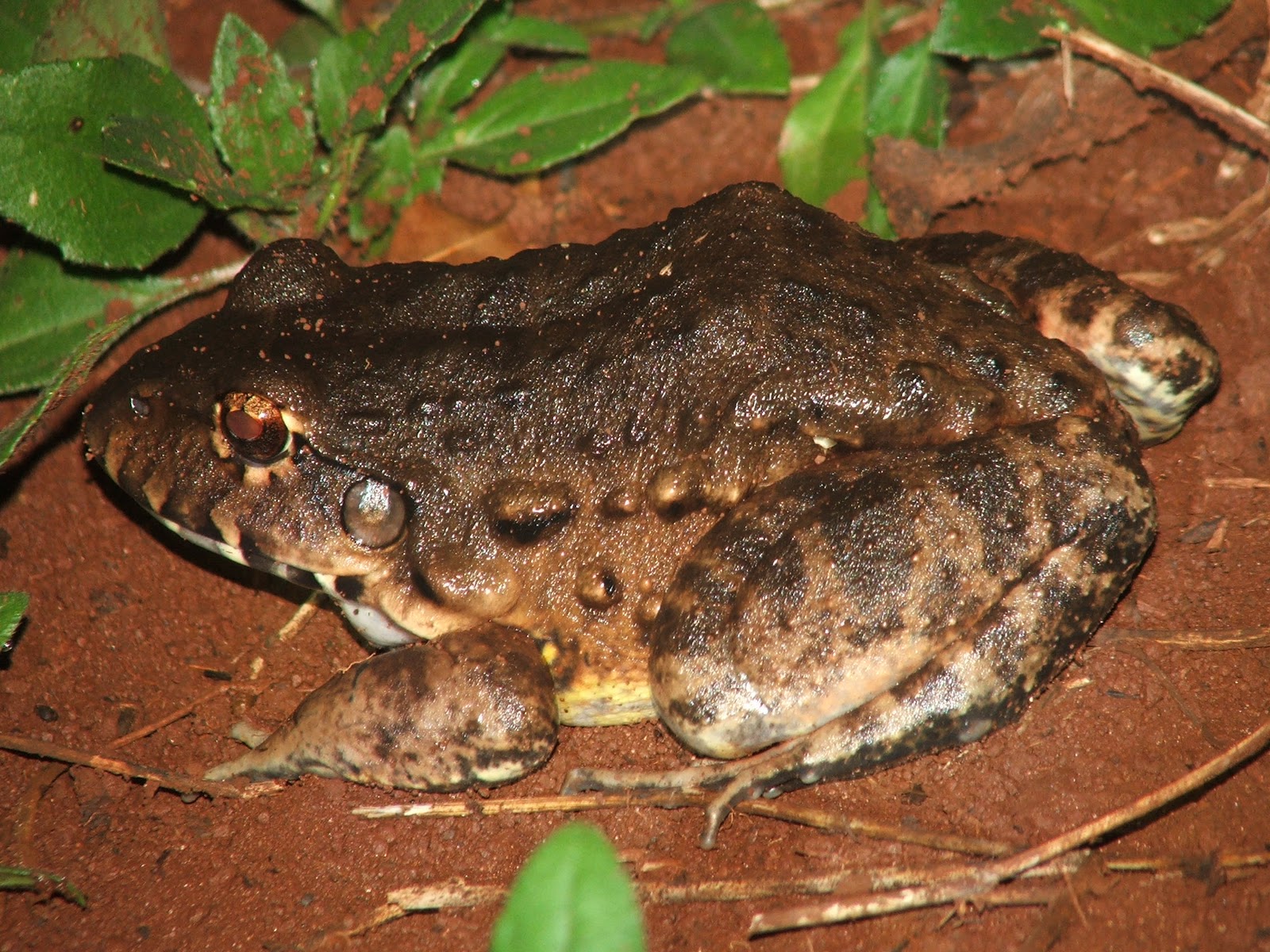 Leptodactylus labyrinthicus | Biologia D+
