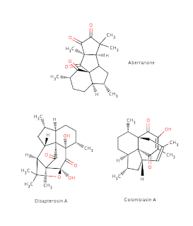 Bridgehead Carbons: Aberranone - an Unusual Gorgonian Molecule
