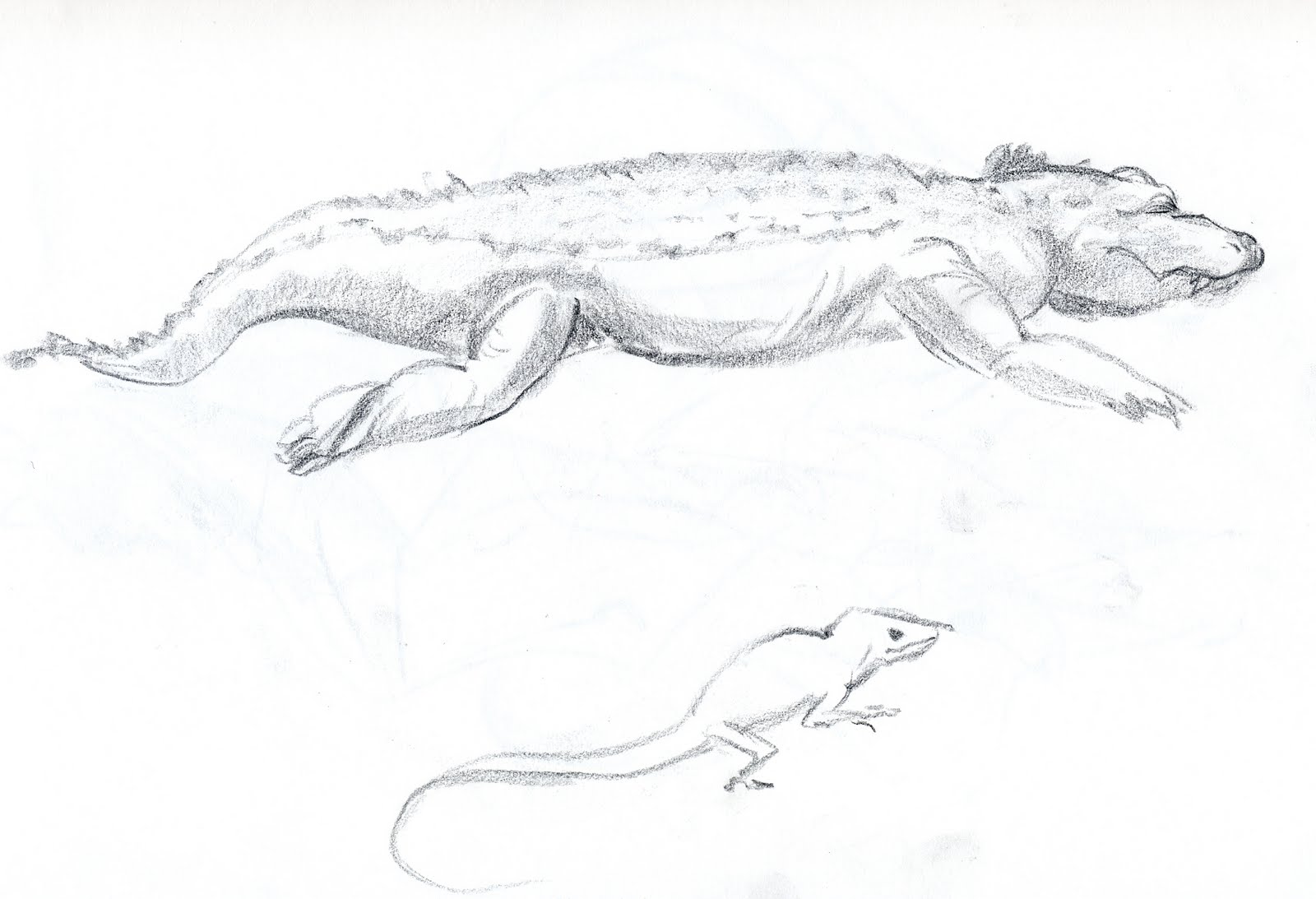 ART is FuN! =^.^=: Oakland Zoo Animal Quick Sketches