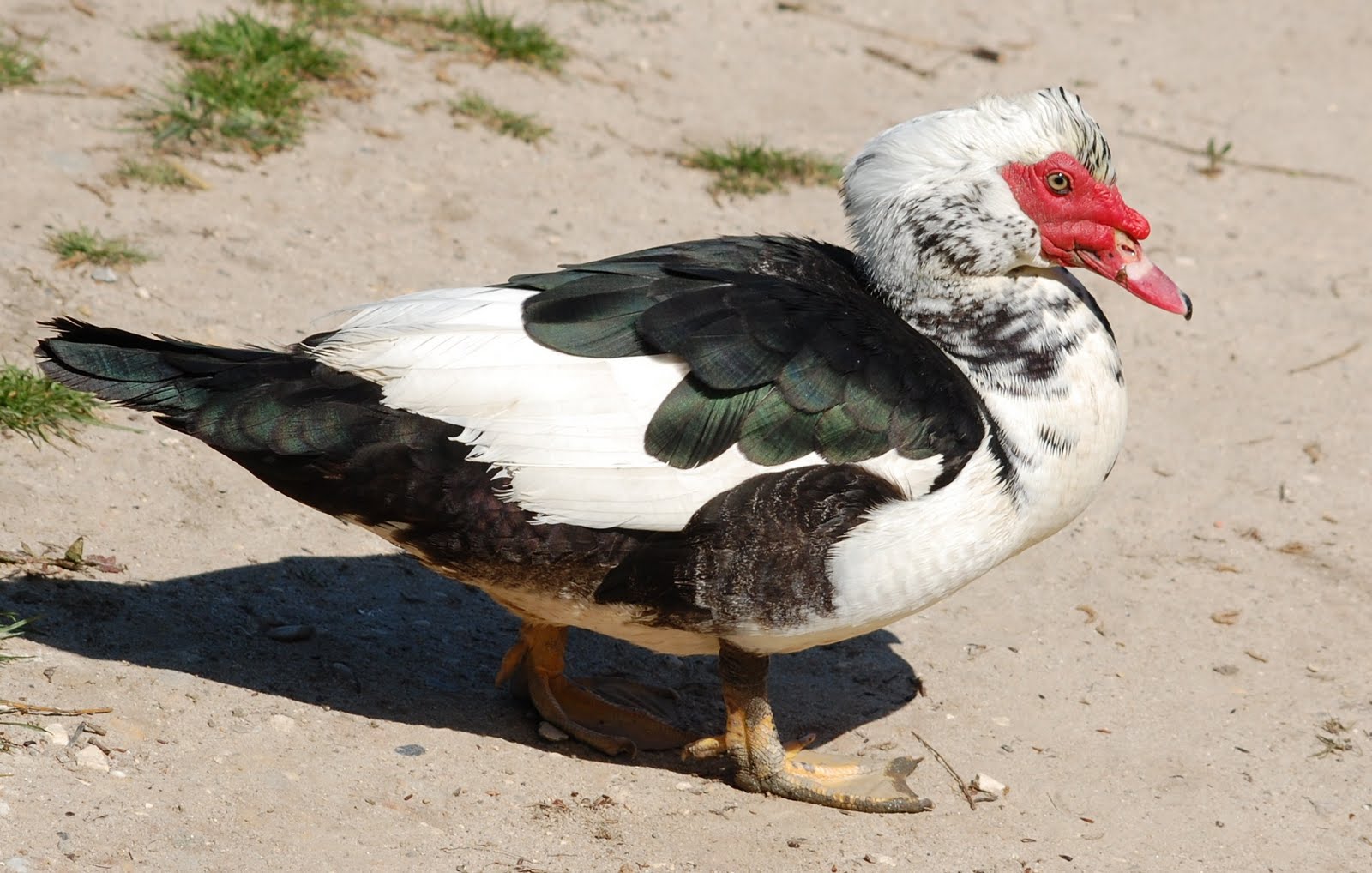 Imagens da vida animal: Pato-mudo (Cairina moschata)