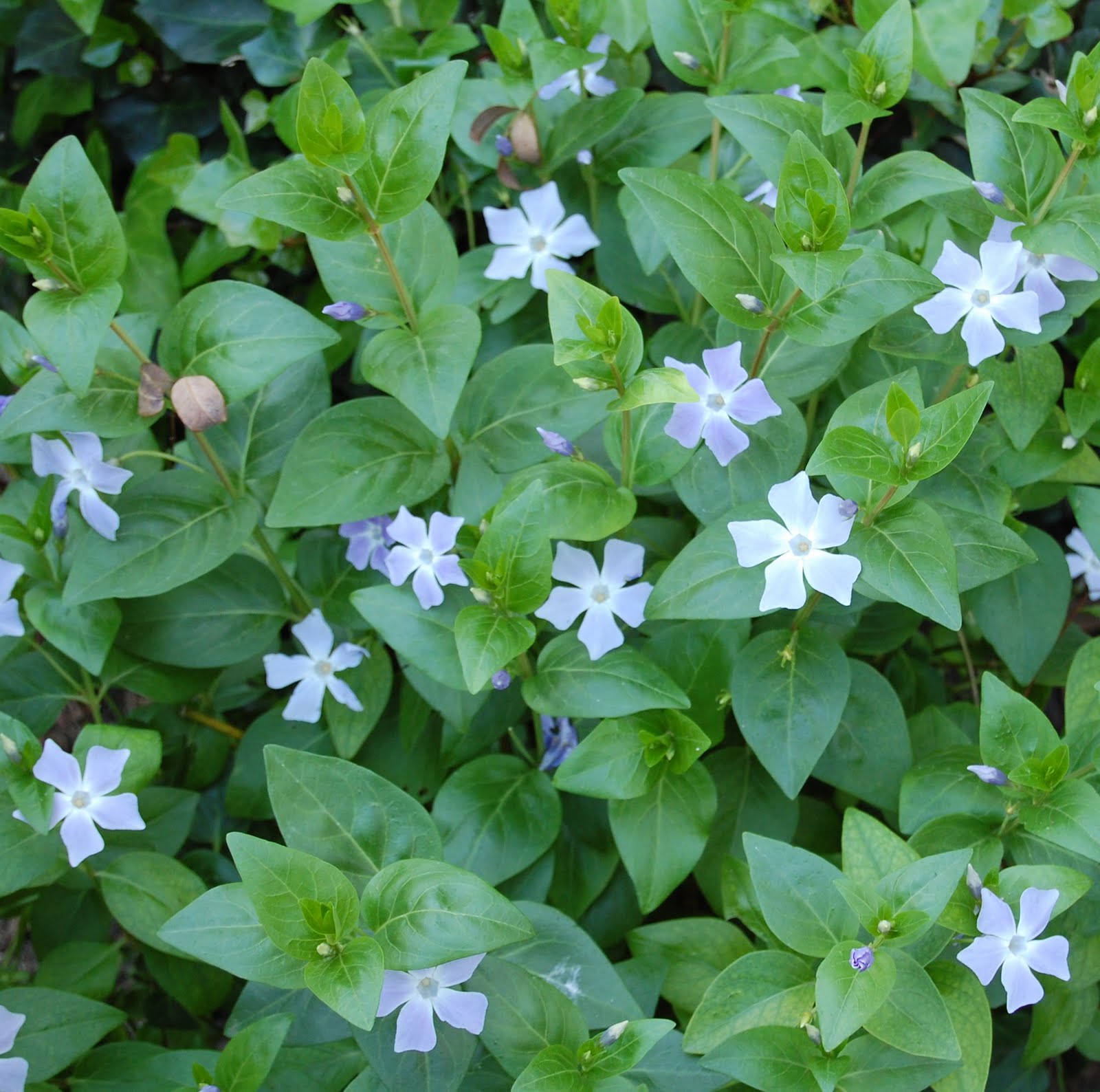 Plantas: Beleza e Diversidade: Pervinca-maior (Vinca major subsp. major)