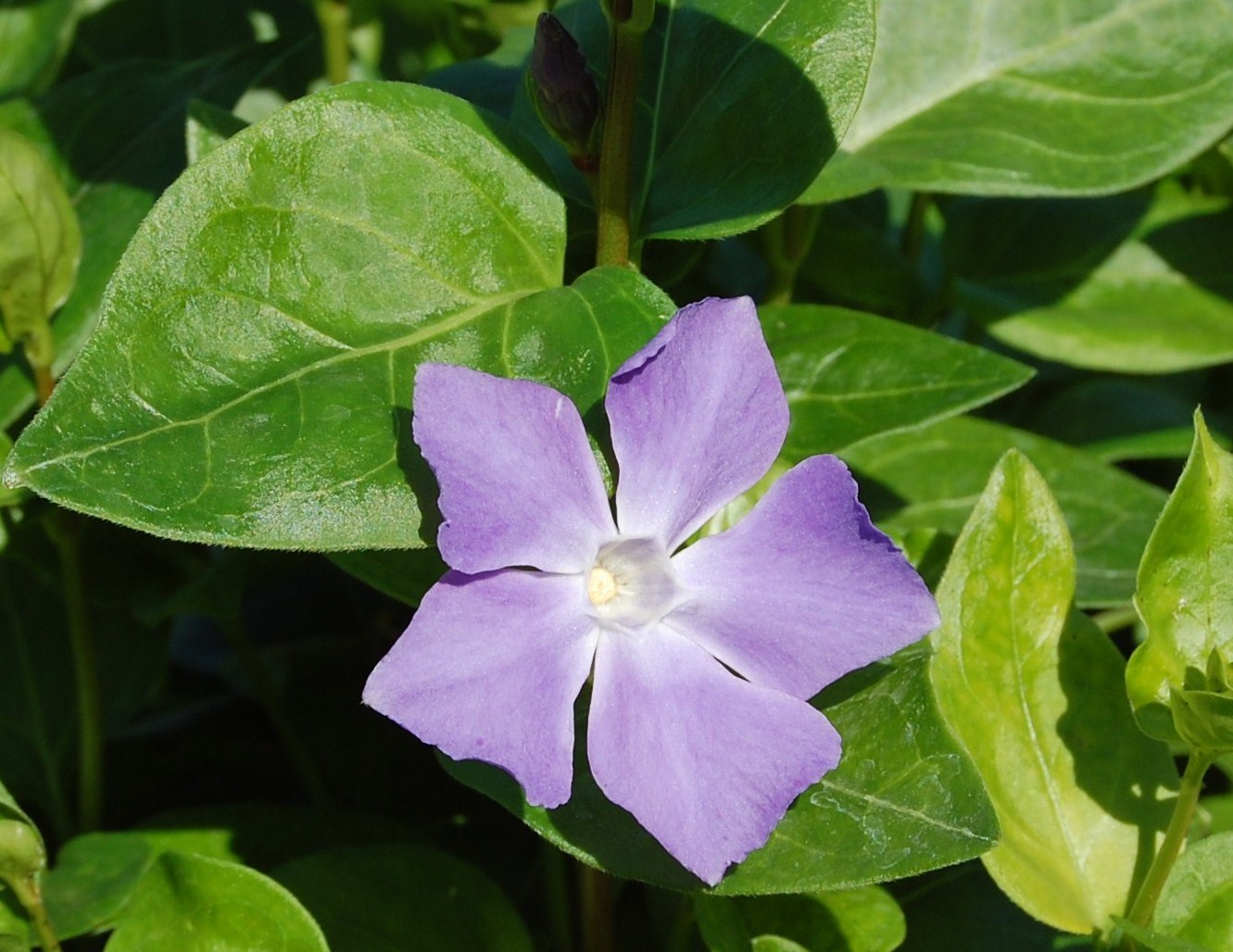 Plantas: Beleza e Diversidade: Pervinca-maior (Vinca major subsp. major)