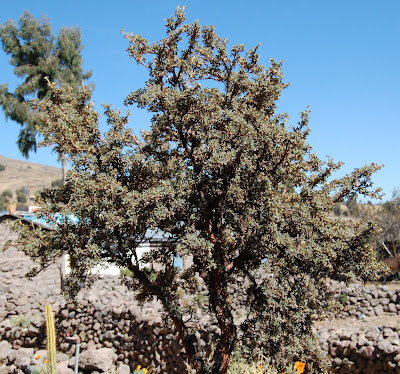 Plantas: Beleza e Diversidade: Flora Peruana # 9 - Polylepis incana