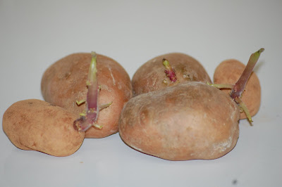 Plantas: Beleza e Diversidade: A Batateira (Solanum tuberosum) e a batata