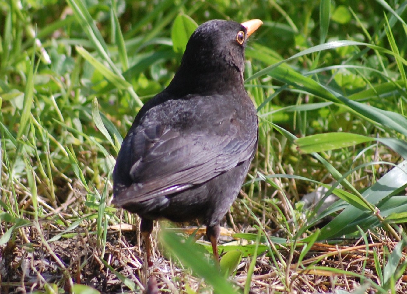 Imagens da vida animal: Curiosidades da natureza: Melro sem cauda