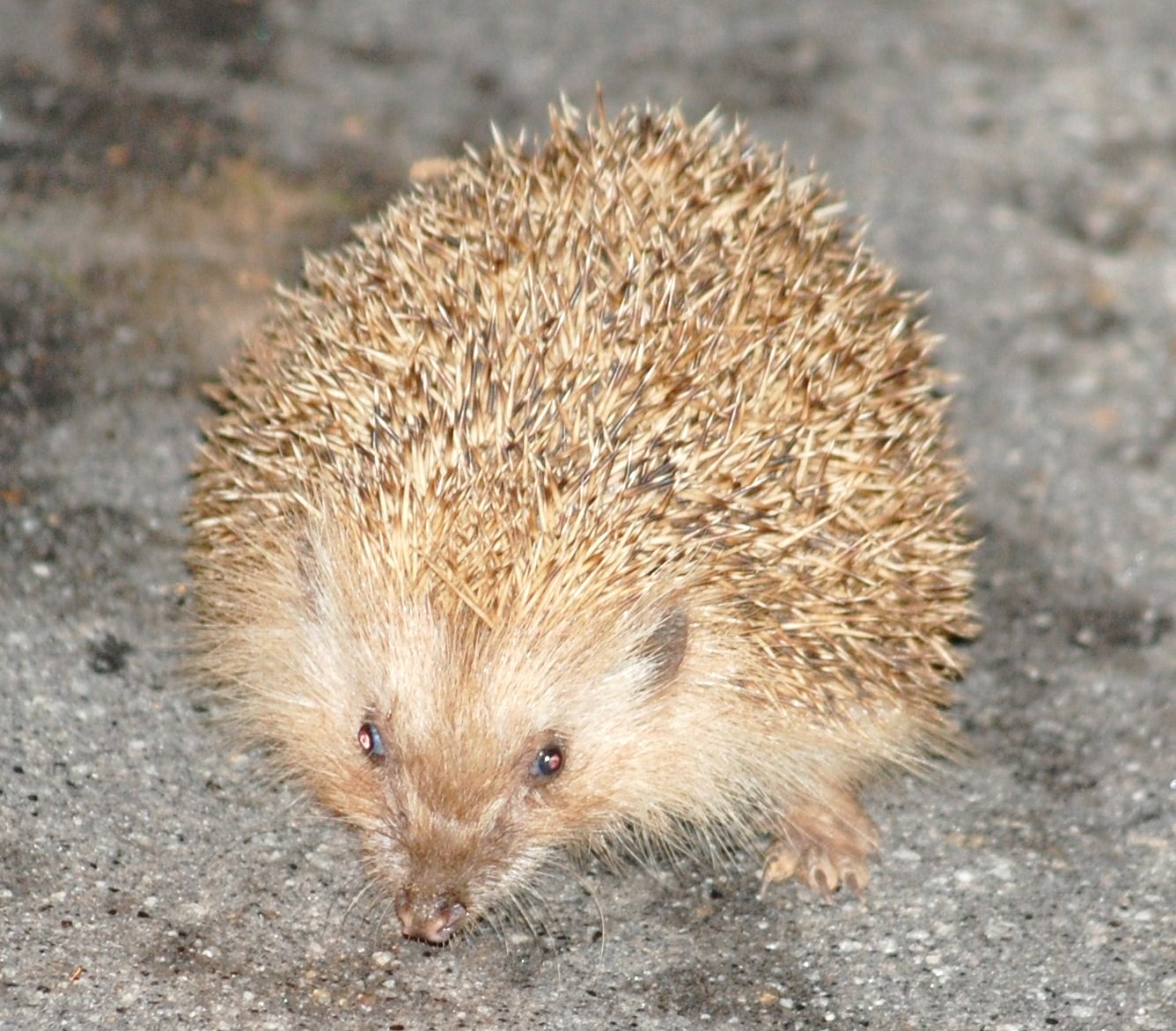 Imagens da vida animal: Ouriço-cacheiro (Erinaceus europaeus)