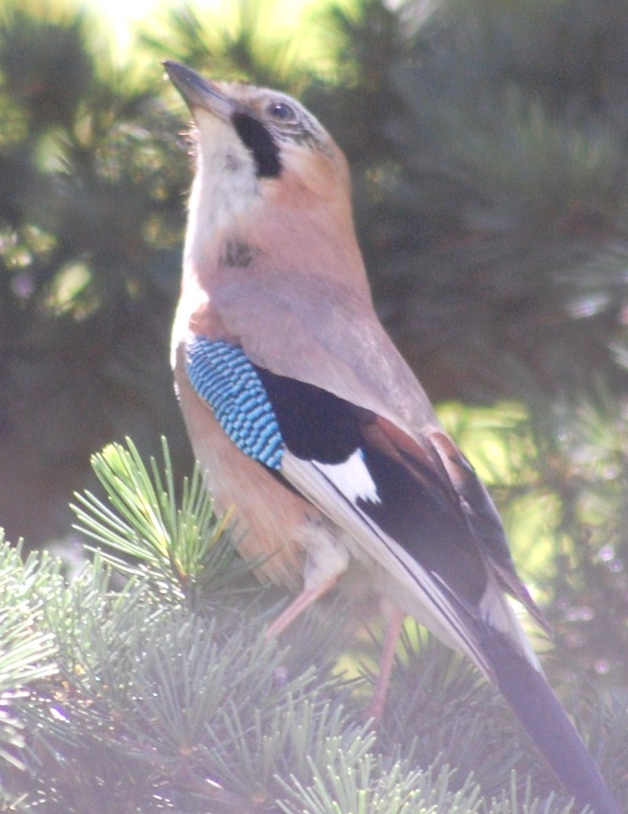 TERRA DAS AVES: Gaio (Garrulus glandarius)