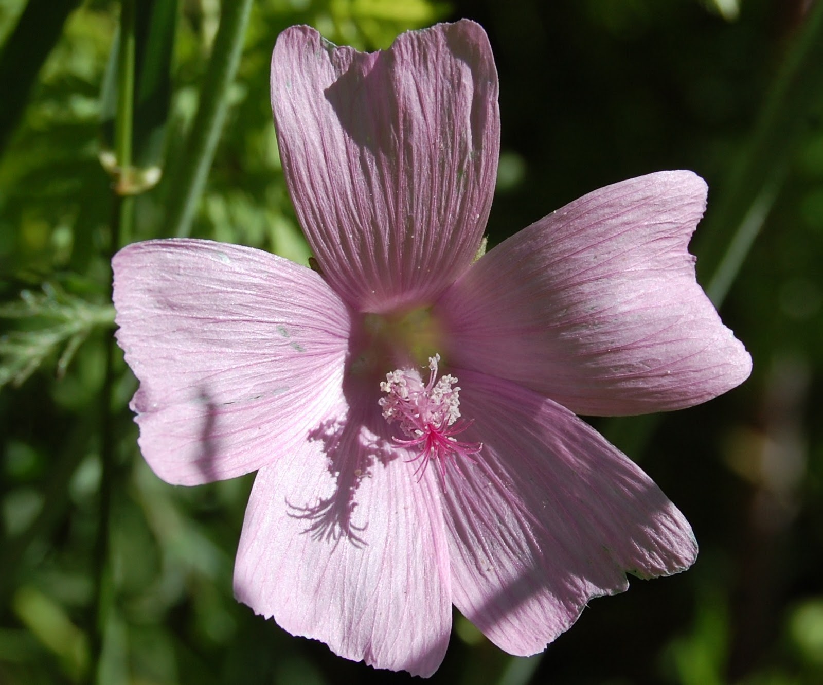 Plantas: Beleza e Diversidade: Malva-almiscarada (Malva moschata)