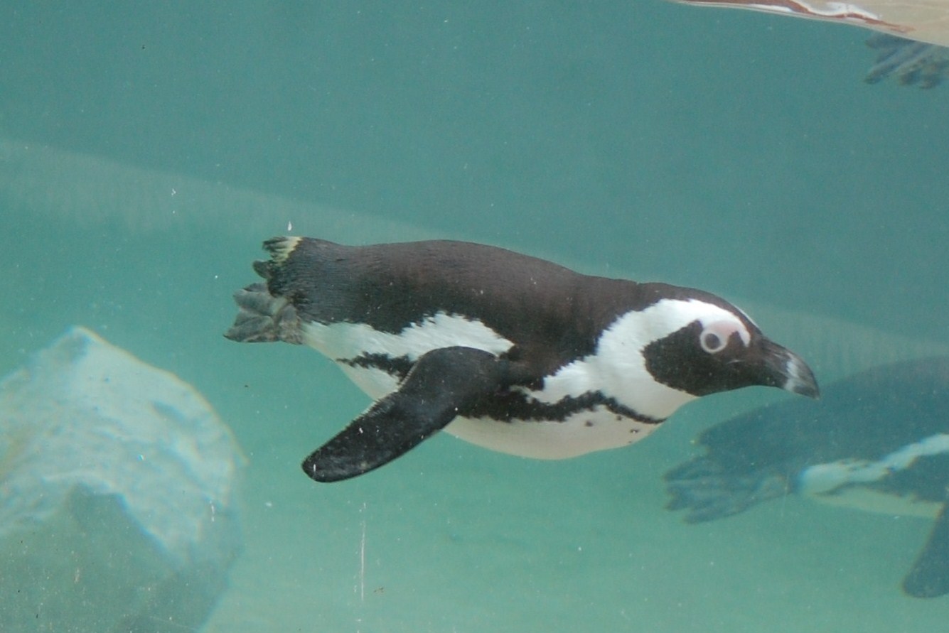 Imagens da vida animal: Pinguim-africano (Spheniscus demersus)