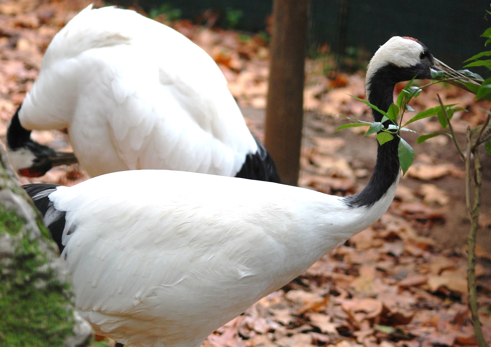 Imagens da vida animal: Grou-do-Japão (Grus japonensis)