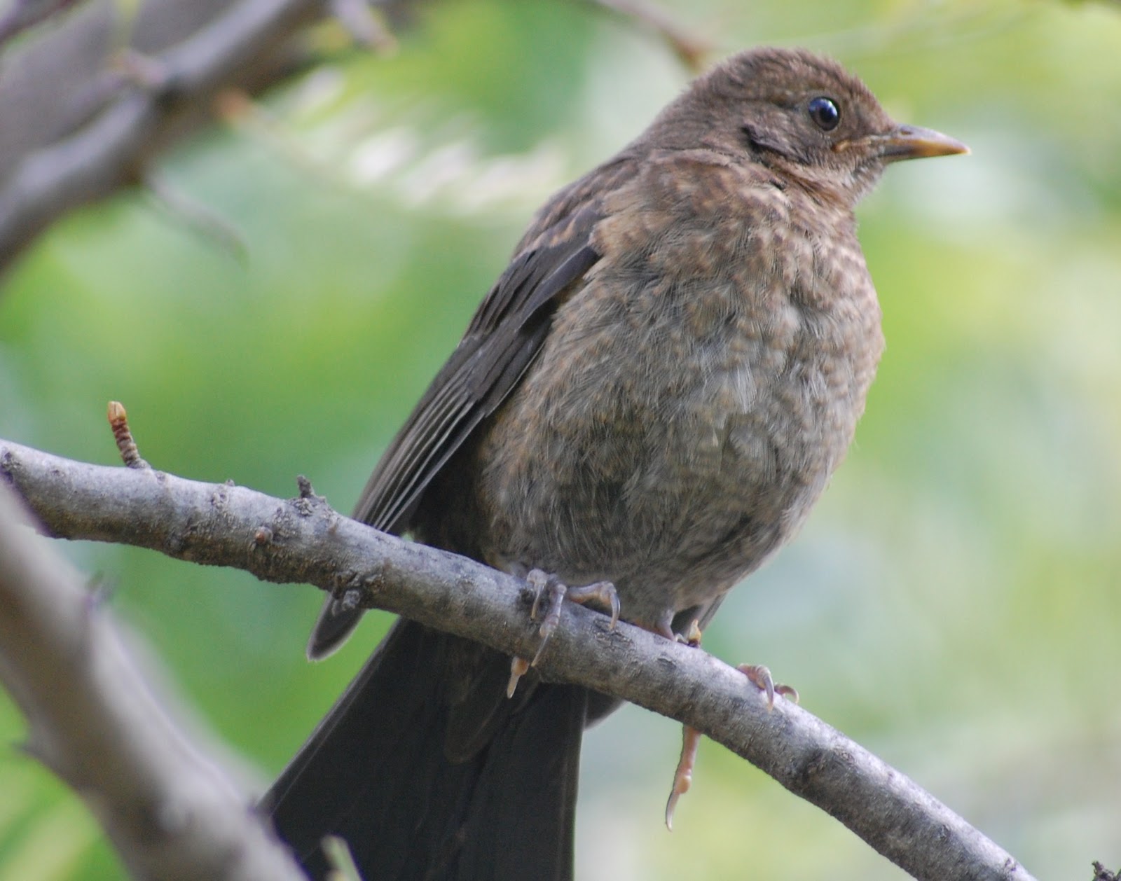 TERRA DAS AVES: Melro-preto (Turdus merula) (Juvenil)
