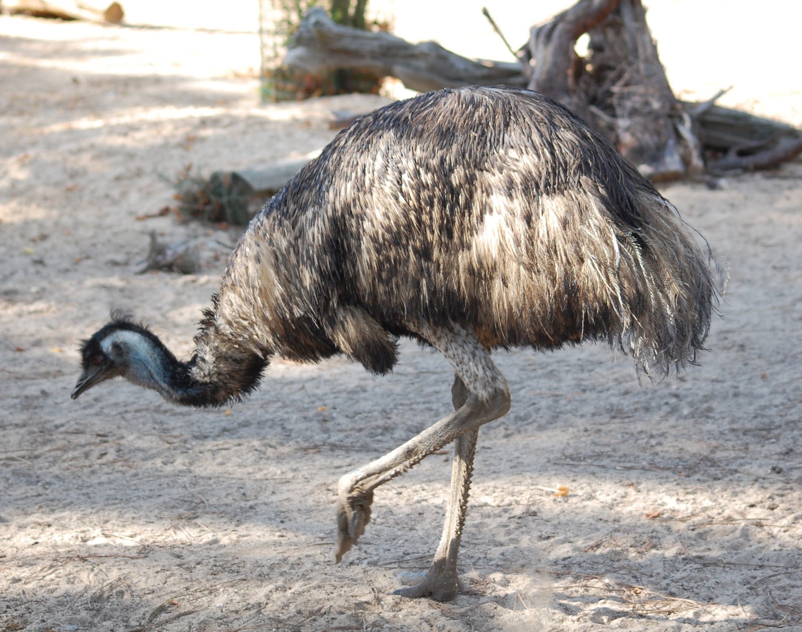 Universo Animal: ema