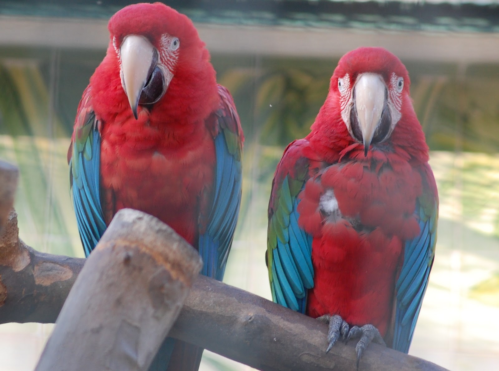 Imagens da vida animal: Arara-vermelha (Ara chloropterus)