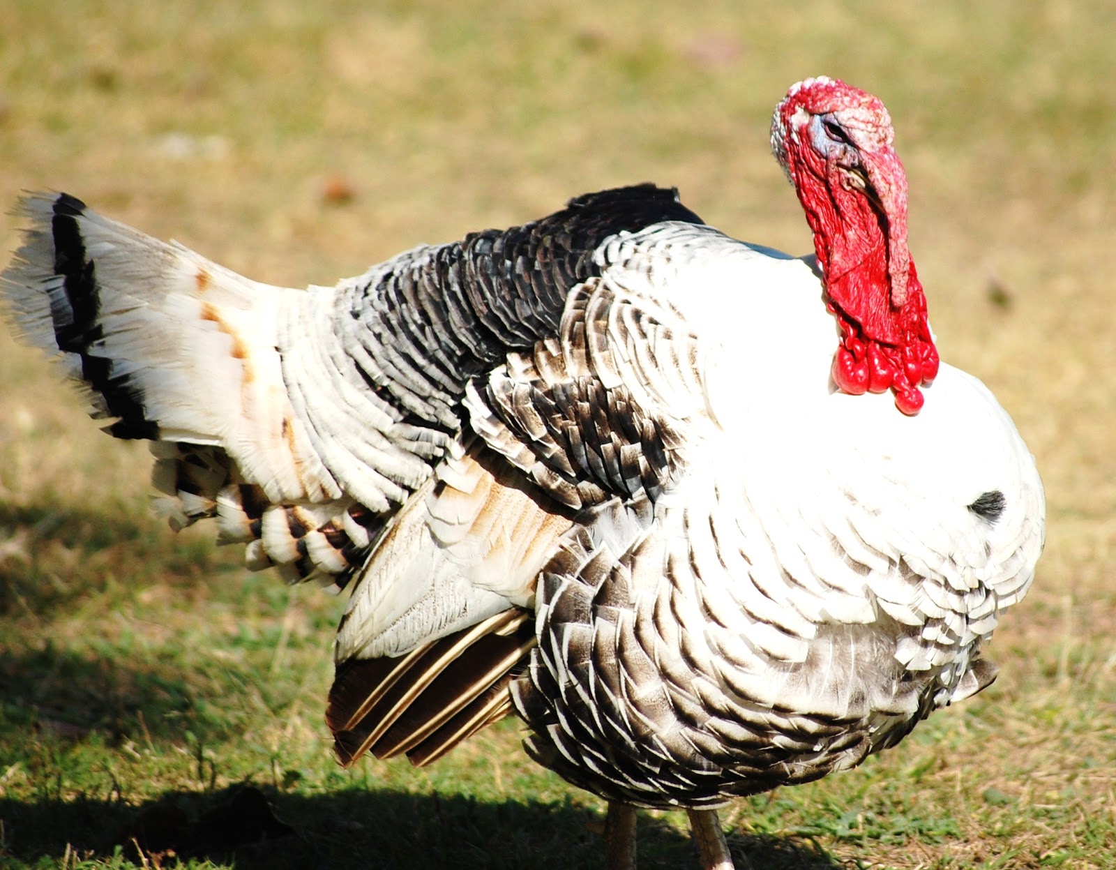 TERRA DAS AVES: Peru (Meleagris gallopavo)