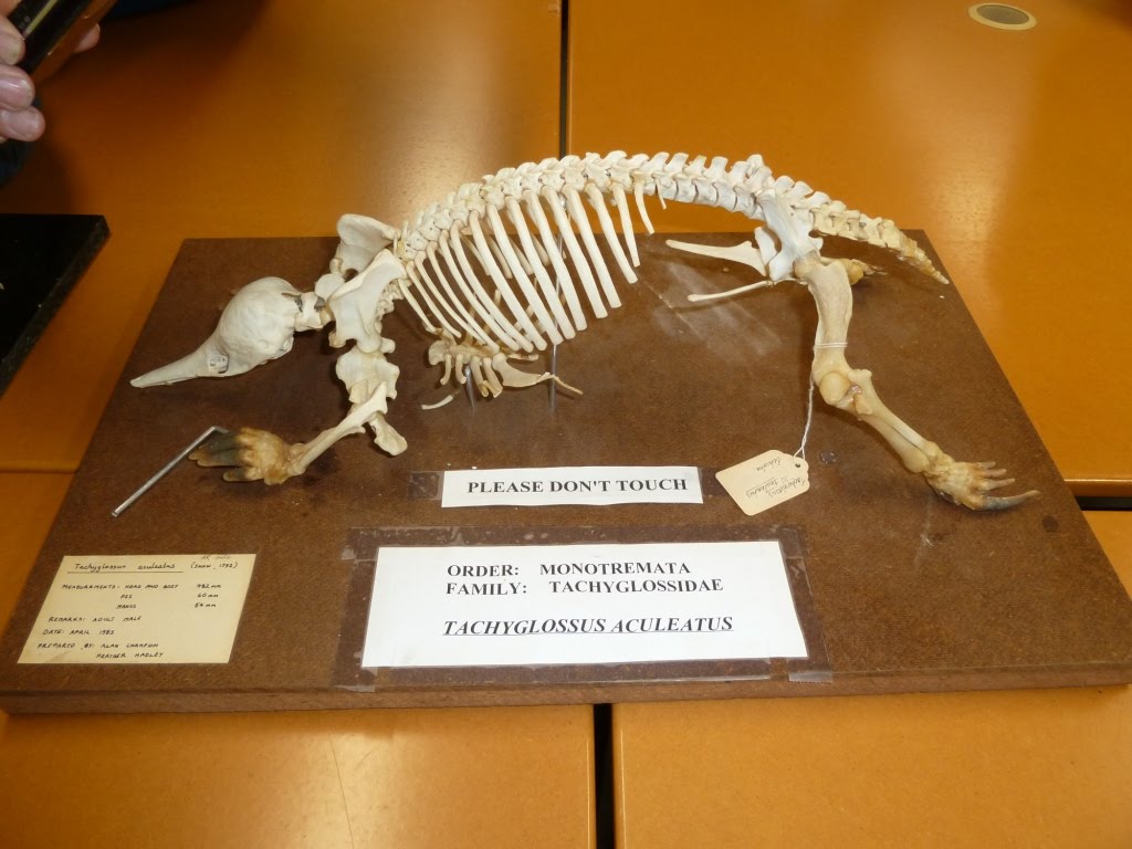 Zoology at UNE: Zoology at UNE Armidale