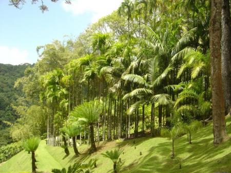 En Martinique: Végétation de la Martinique