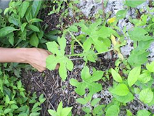 PRINGAMOSA ARTE Y CIUDAD: PRINGAMOSA