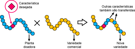 Ciência e Tecnologia: Prós e Contras da transgenia