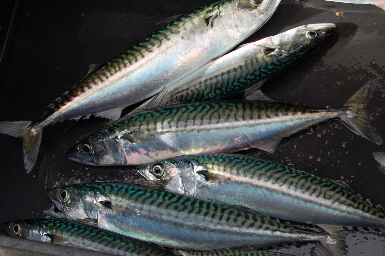 Fiskelängtan: Vi fiskar makrill med turfiskebåt M/S Tärnö