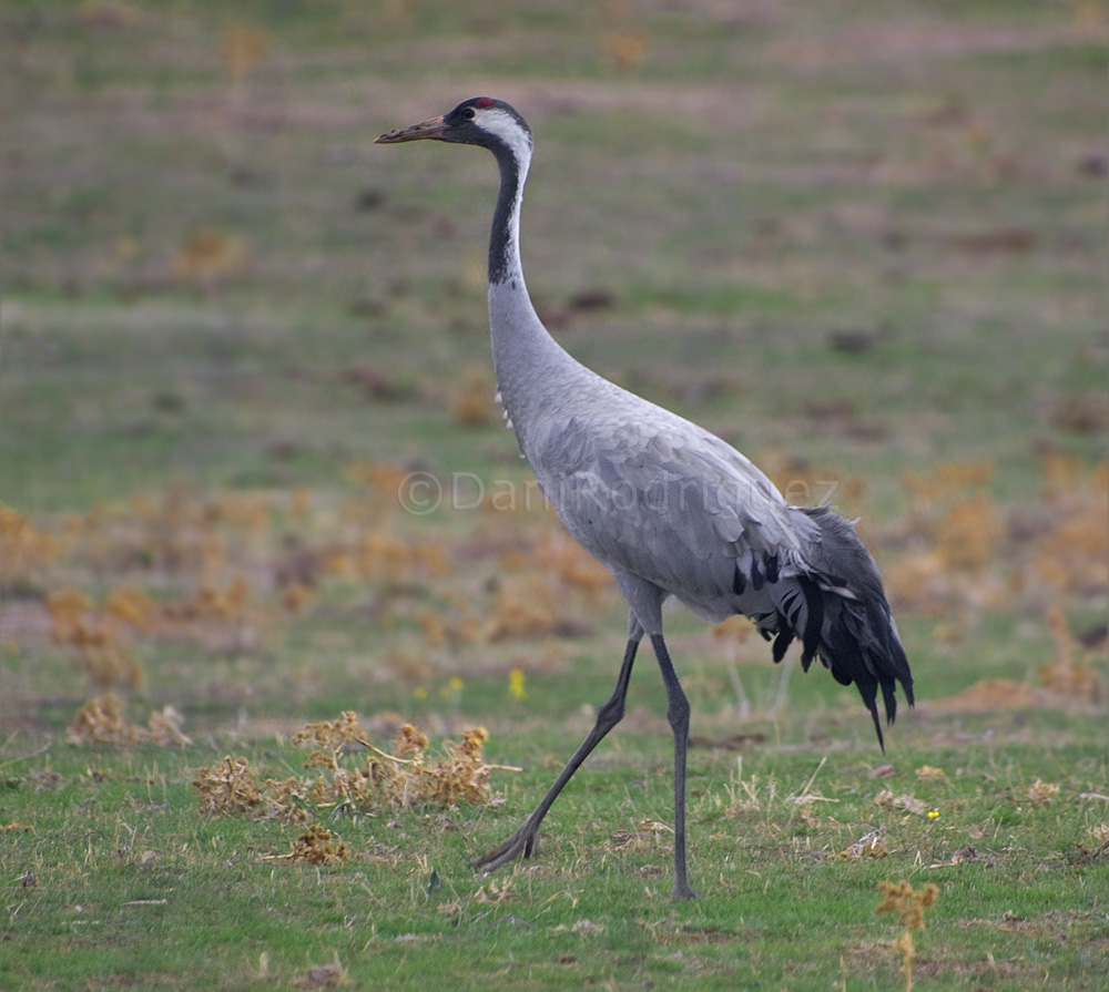 Galerías, Guías y Secciónes: Grulla común (grus grus)