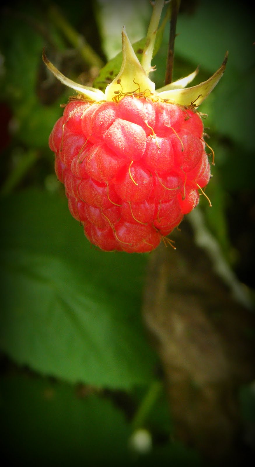 What About Pie: Happiness is...sun ripened raspberries!
