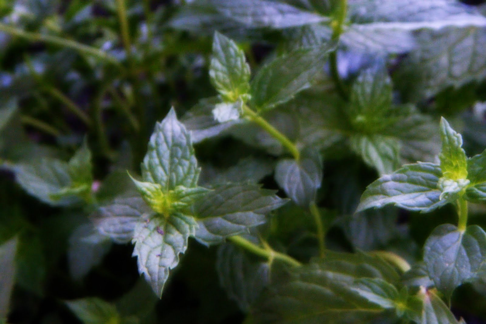 What About Pie: Spearmint / Mentha Spicata