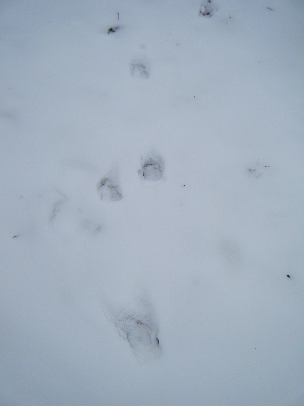 What About Pie: chicken tracks...and other critter tracks as well!