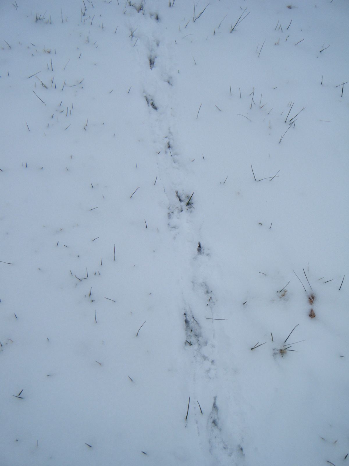 What About Pie: chicken tracks...and other critter tracks as well!