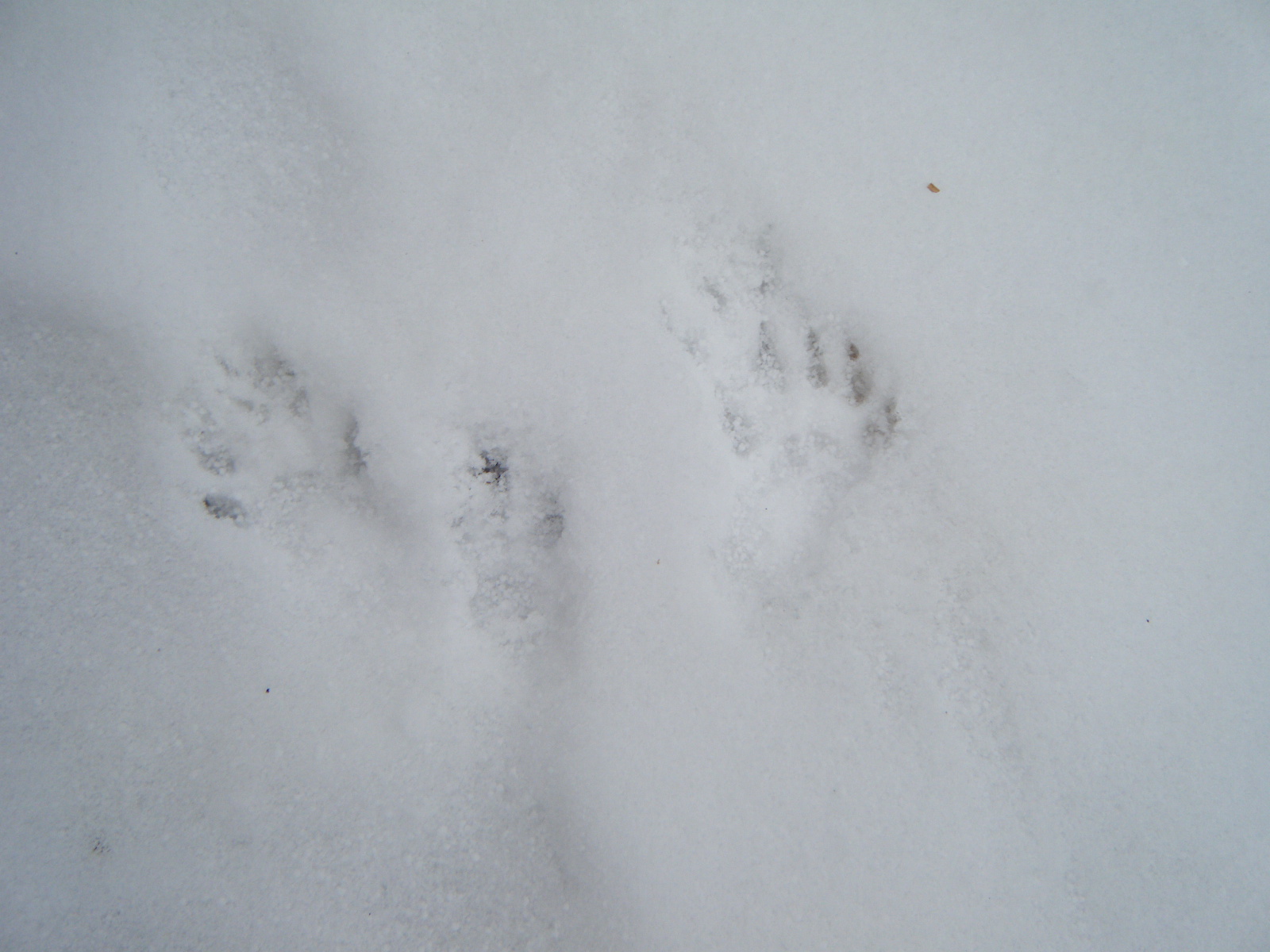 What About Pie: chicken tracks...and other critter tracks as well!