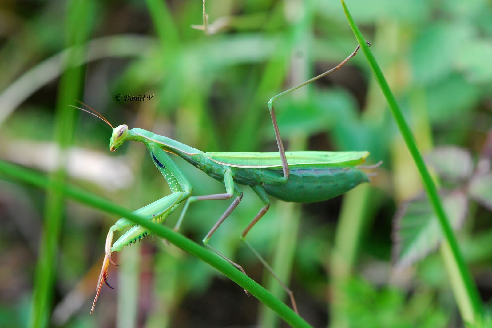 Macrophoto plaisir passion: La mante religieuse, Mantis religiosa