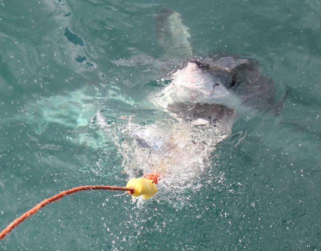 Tales from the Tulls: Great White Shark Feeding