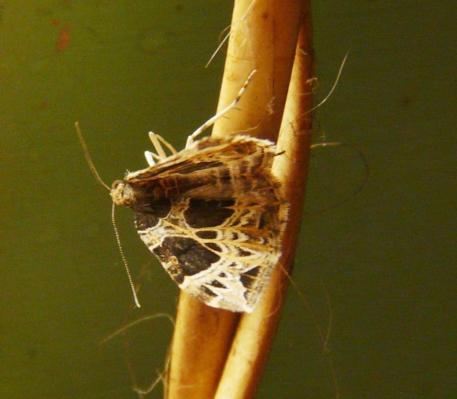 Wildlife on Wheels: Small Phoenix, Ecliptera silaceata; another litle Moth