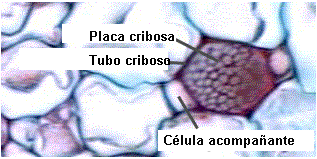 TEJIDOS ANIMALES Y VEGETALES: 2.3) Xilema y Floema